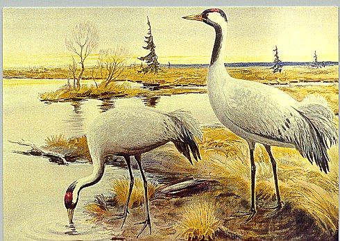 Tecknade fågelvykort